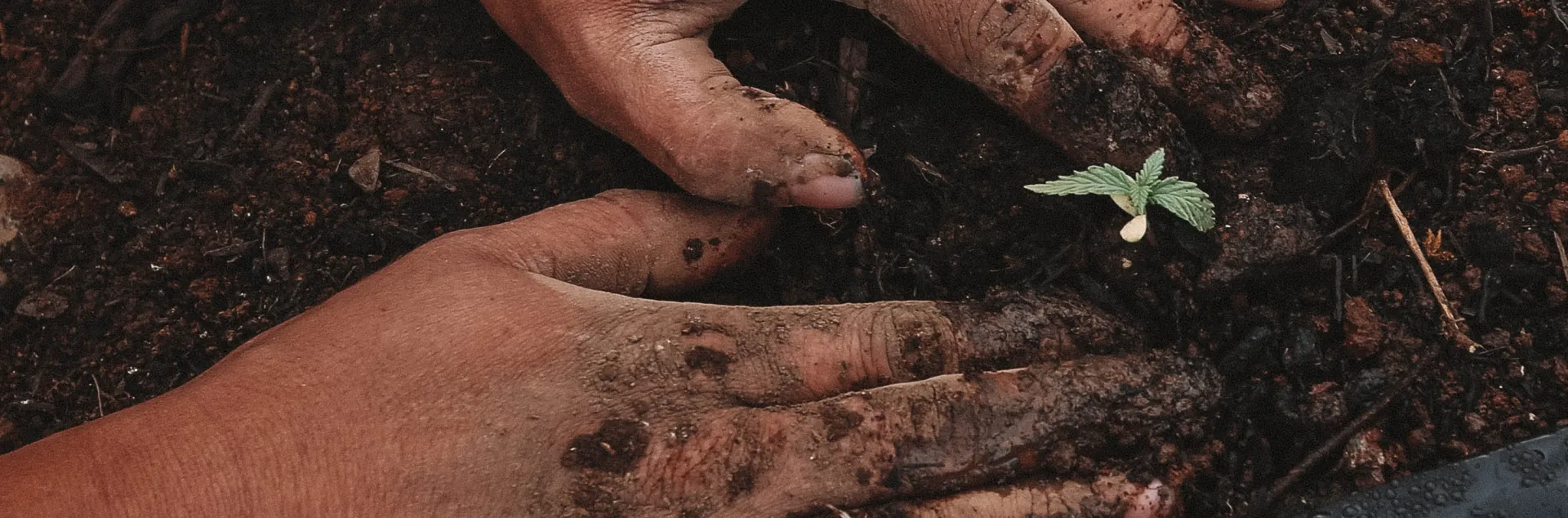 How to Keep Your Soil Healthy | UC Marin Master Gardeners